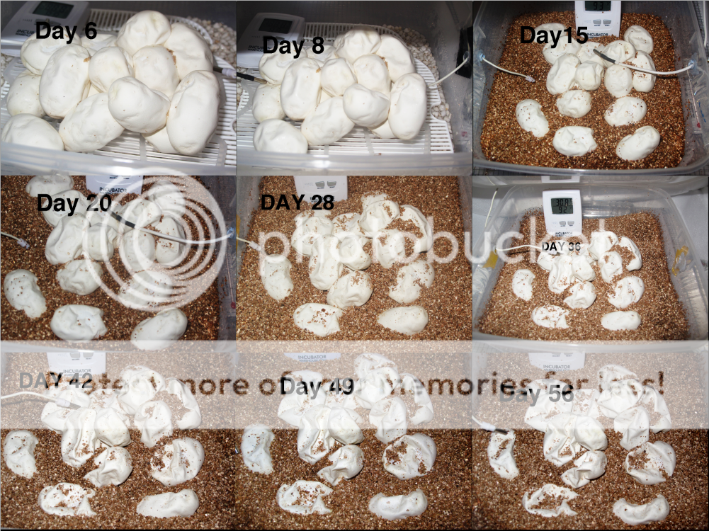 HELP!! Snake egg trouble! | Page 3 | Aussie Pythons & Snakes Forum