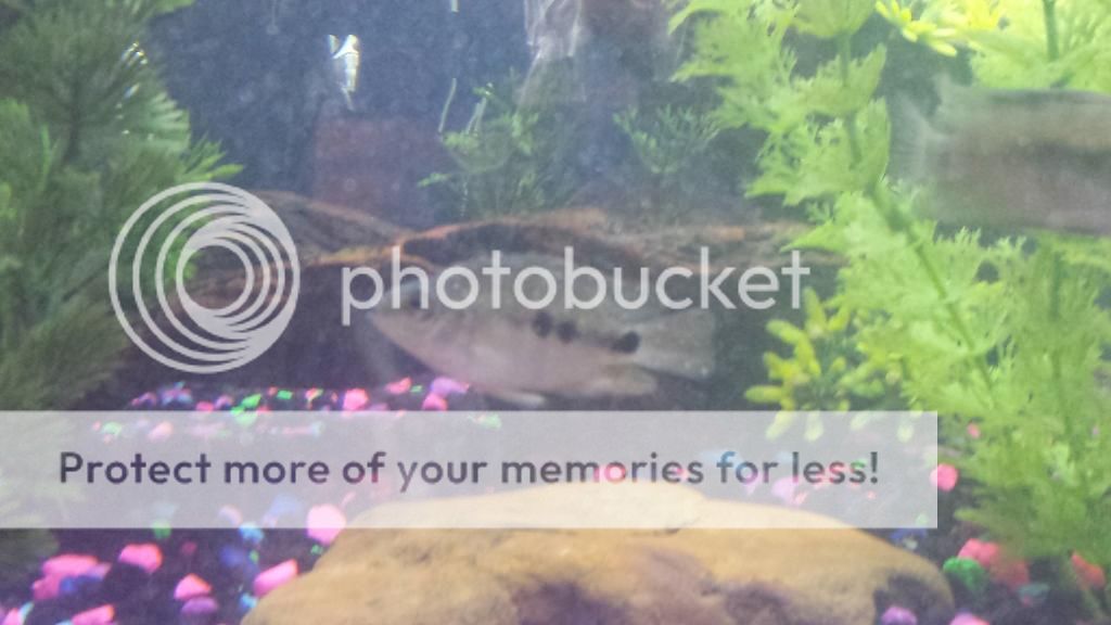 uso | Cichlid Fish Forum