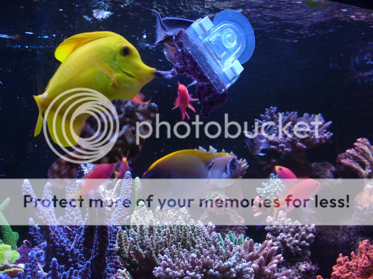 My 65G Shallow Reef Tank - Page 26 - Reef Central Online Community