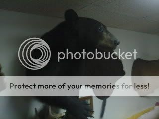 Your trophy room - Page 2 - The Hunting Beast