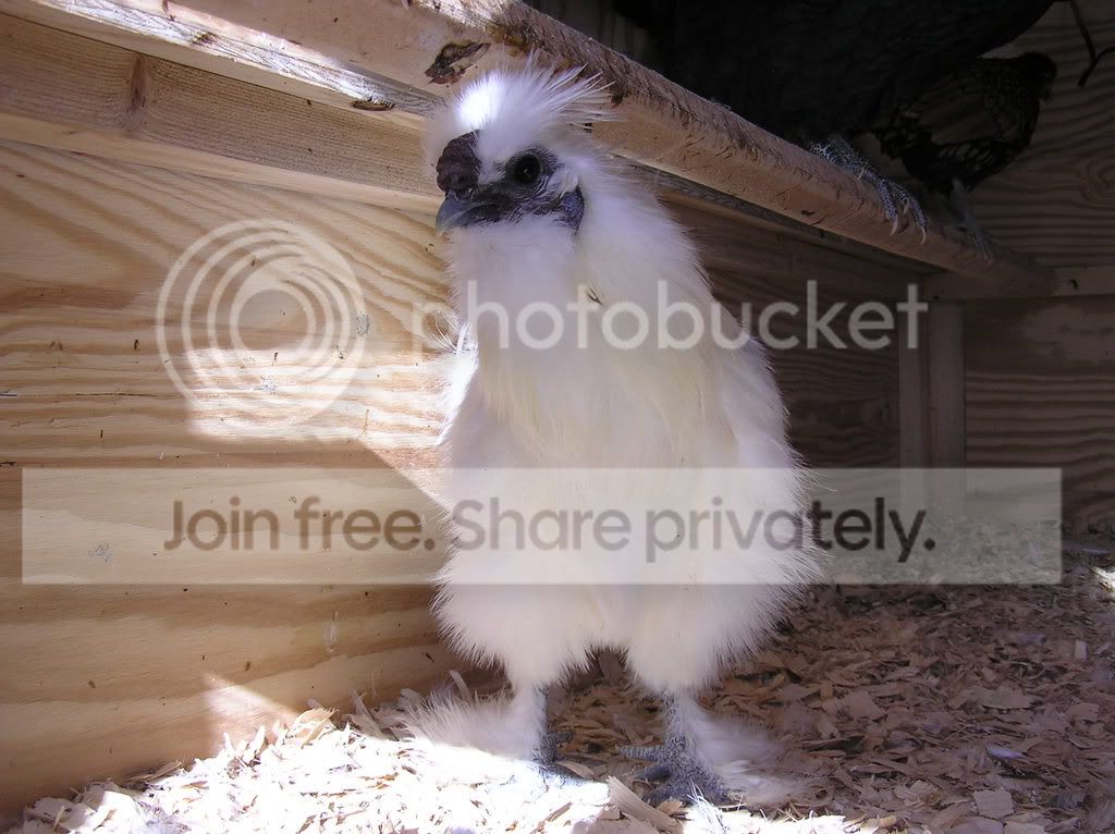 Show me your silkie roos! | BackYard Chickens - Learn How to Raise Chickens