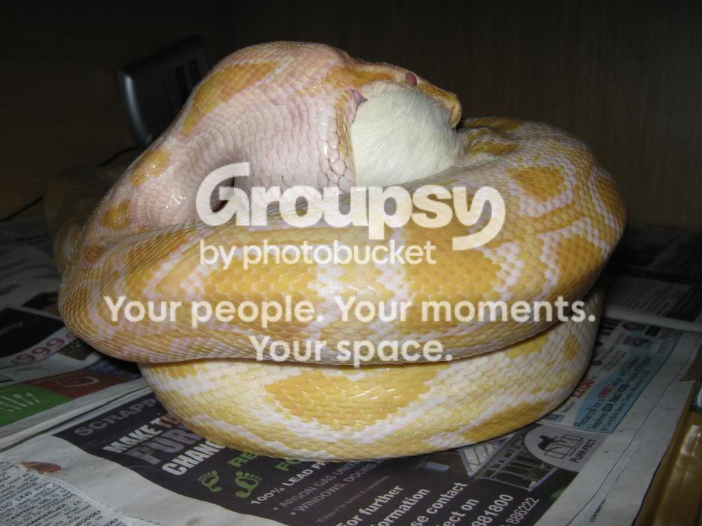 Albino burm feeding | Reptile Forums