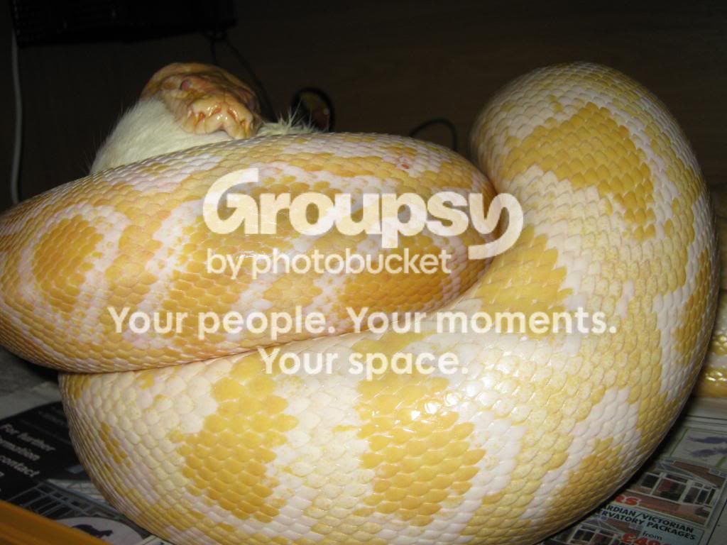 Albino burm feeding | Reptile Forums