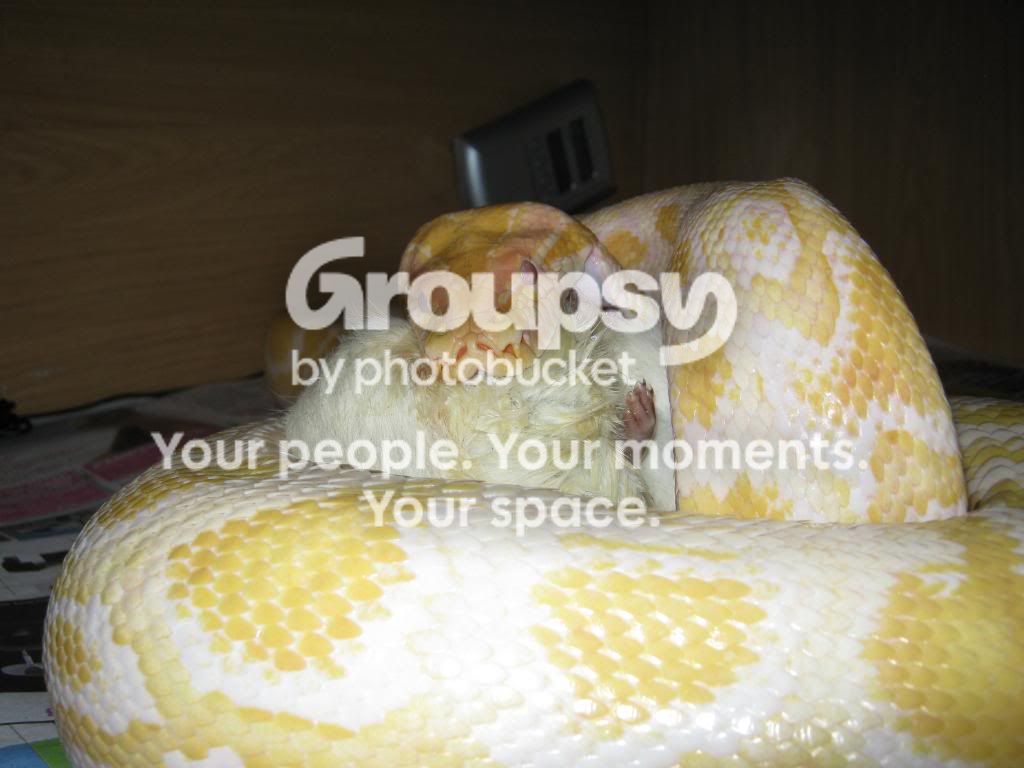 Albino burm feeding | Reptile Forums