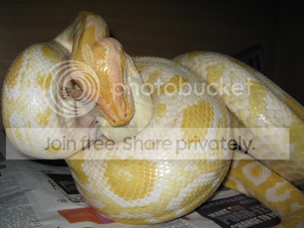 Albino burm feeding | Reptile Forums