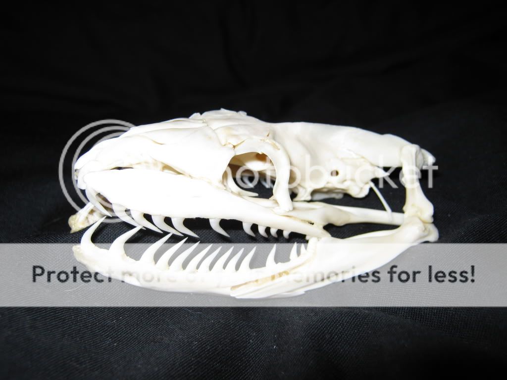 Reticulated python skull reconstruction | Reptile Forums