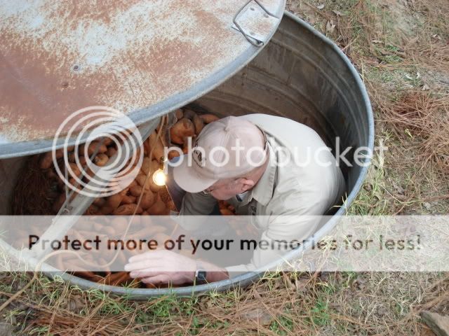 simple root cellar idea with sunken barrels