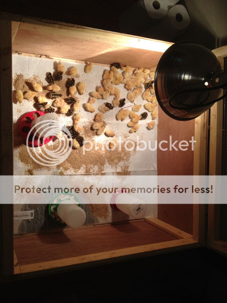 Brooder setup!! Pics | BackYard Chickens - Learn How to Raise Chickens